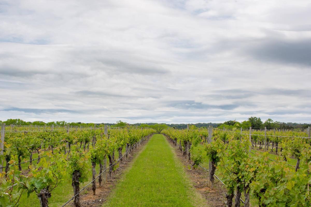 Texas Wineries | Wine Tours, Tap Rooms & Samplings