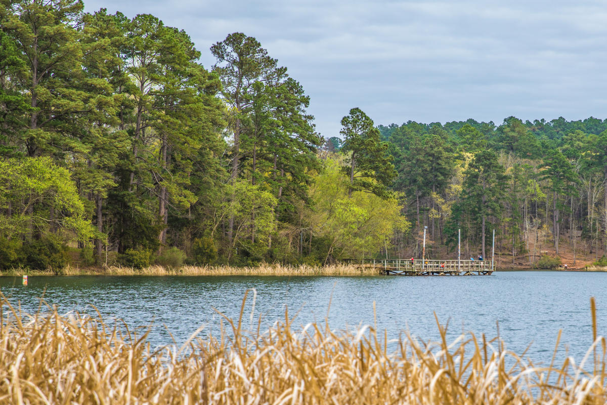 Discover Tyler: The Blossoming Beauty of Texas