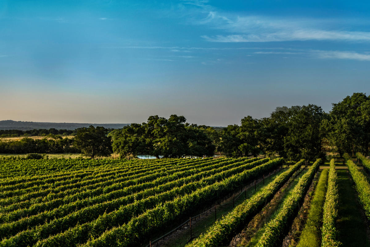 Award-Winning Wines of Texas Vineyards | Top Wineries