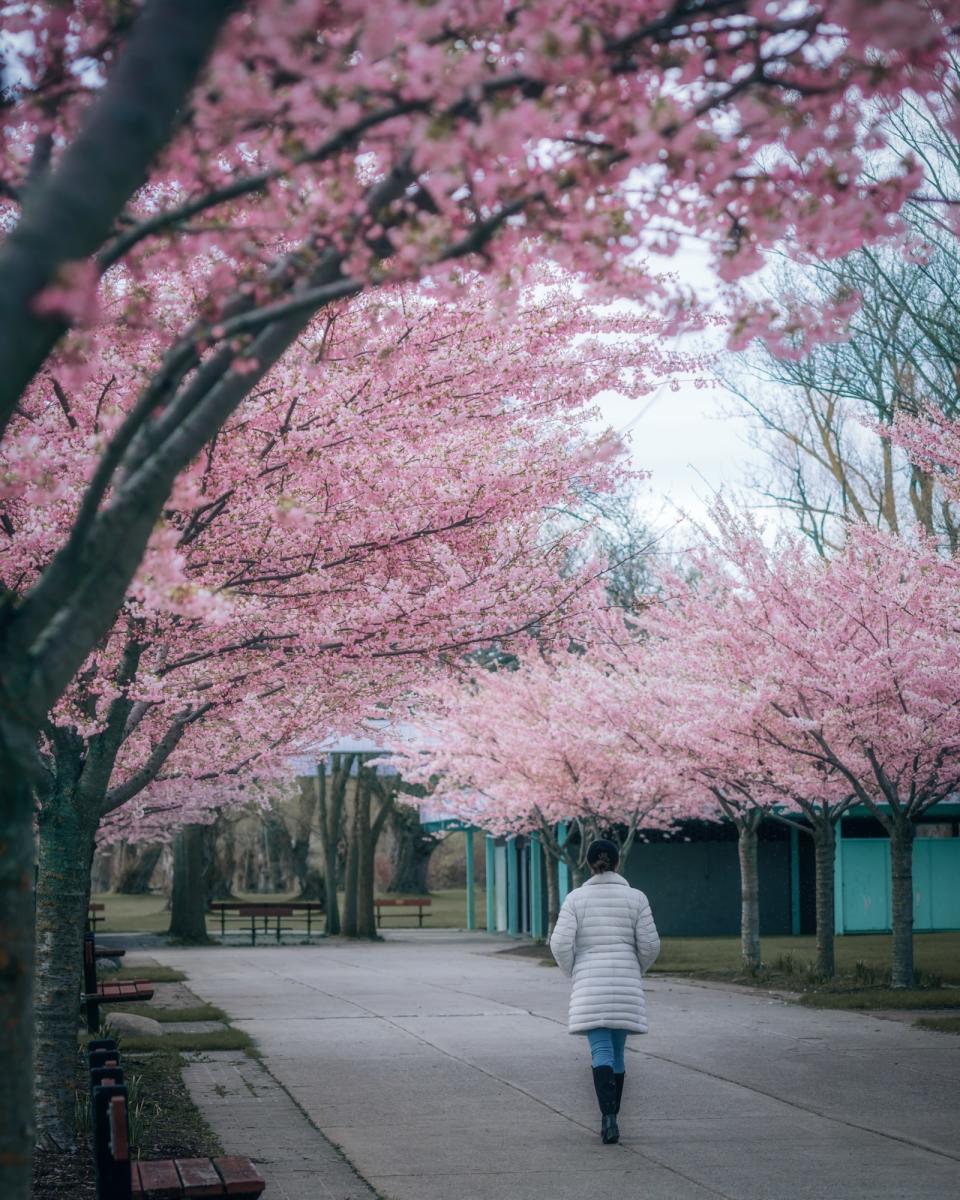 Cherry Blossoms in Toronto 2025: Where to See Them Beyond High Park