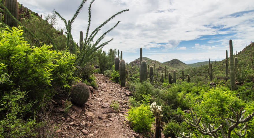 Tucson Outdoor Adventures | Hike, Bike, Climb & Skydive