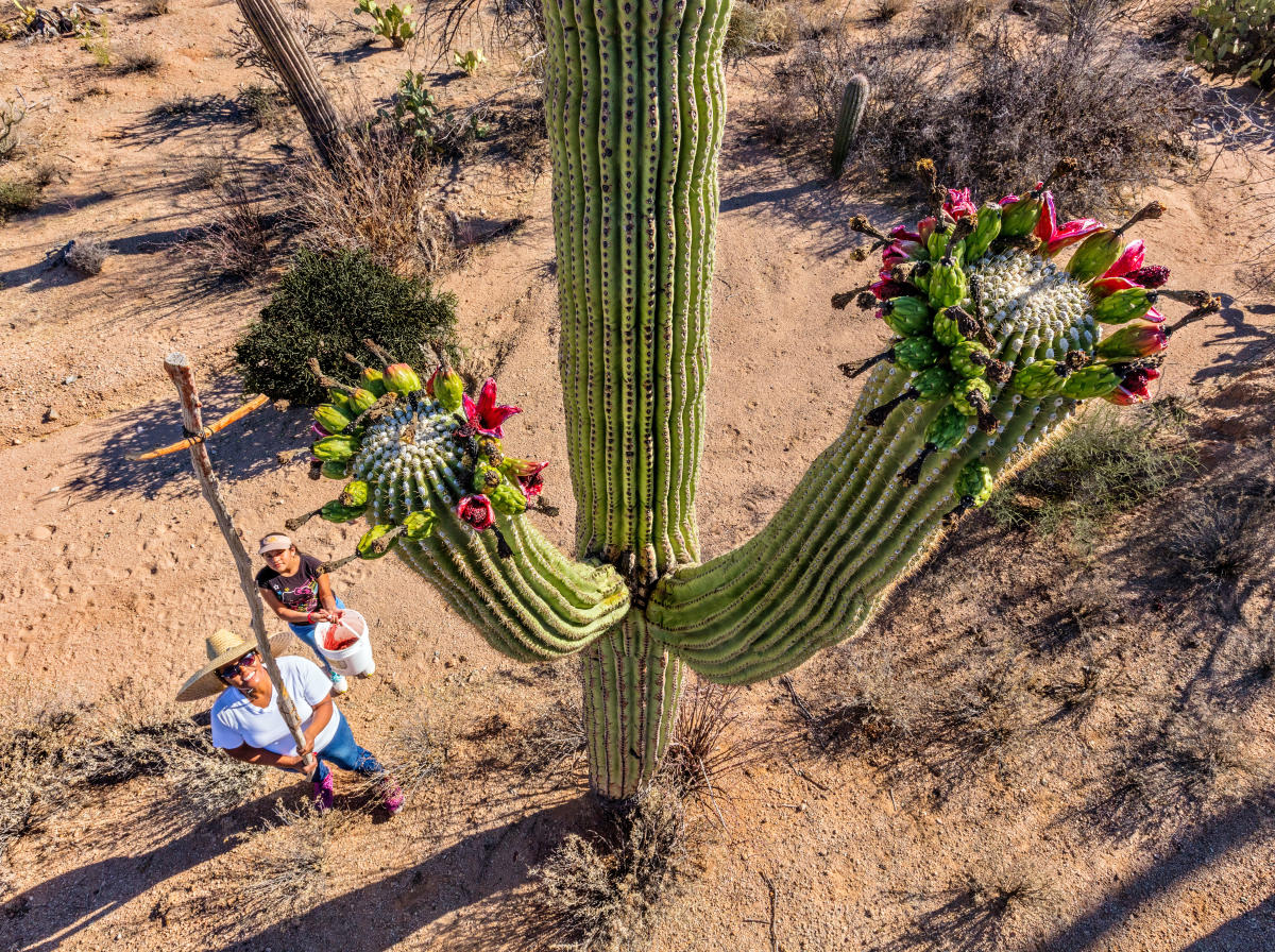 Traveler's Guide to Native American Culture | Visit Tucson Blog