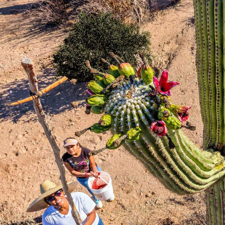 Native Culture in Tucson | Tohono Oʼodham & Pascua Yaqui