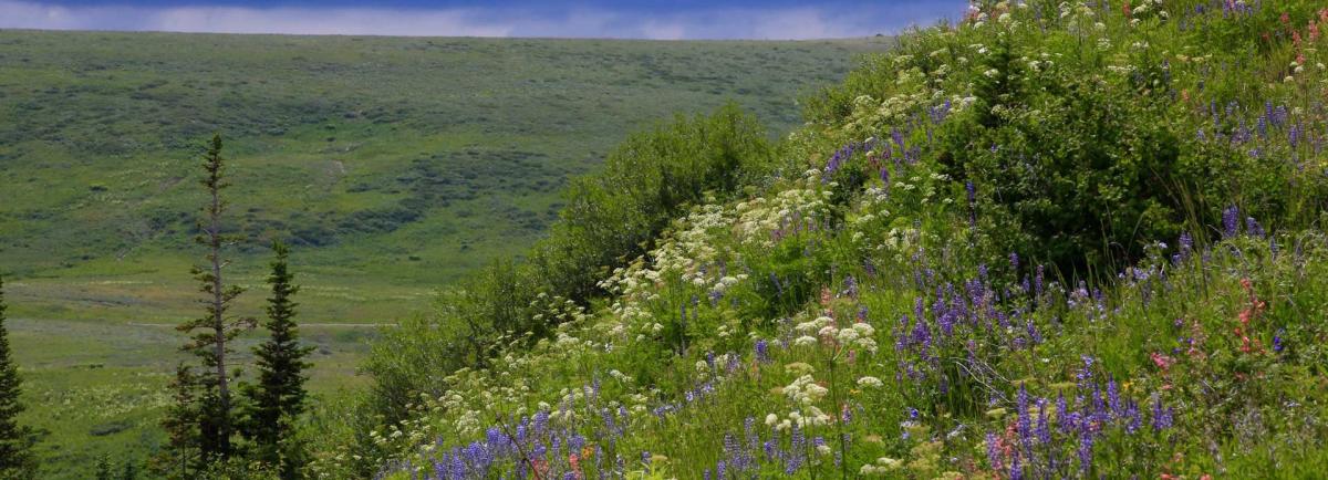 Skyline Drive - ATV Trails | Utah.com