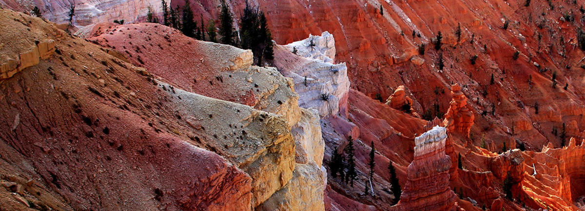 Twisted Forest Trail