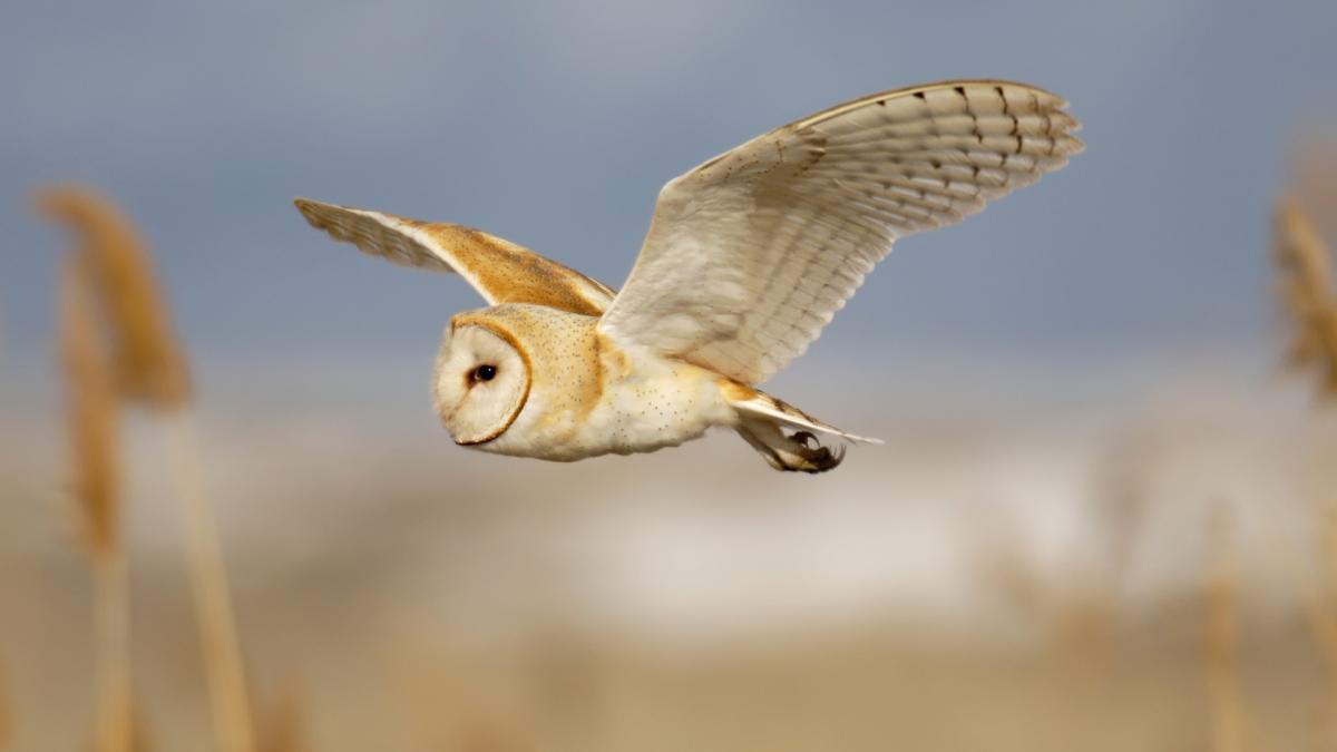 270+ Bird Species in Utah | Complete Birding Checklist