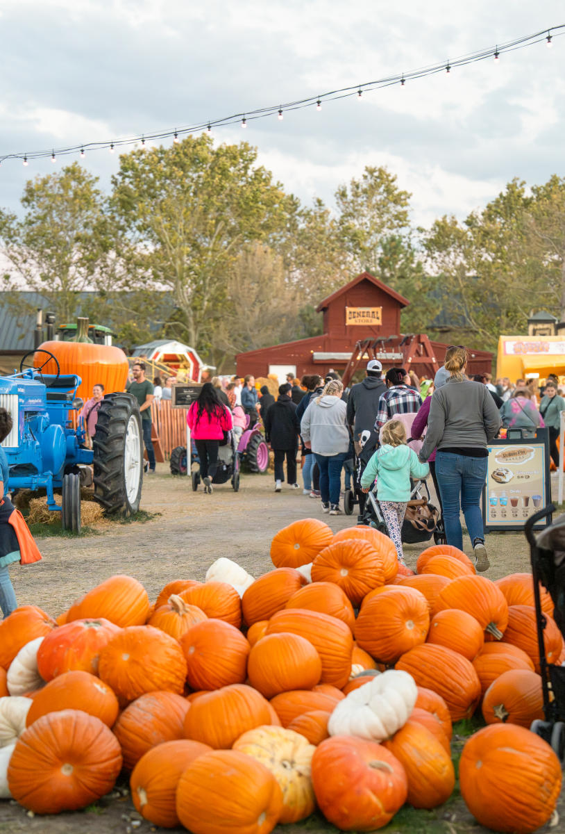 Top 5 Utah Fall Farms for Pumpkin Patches & Family Fun