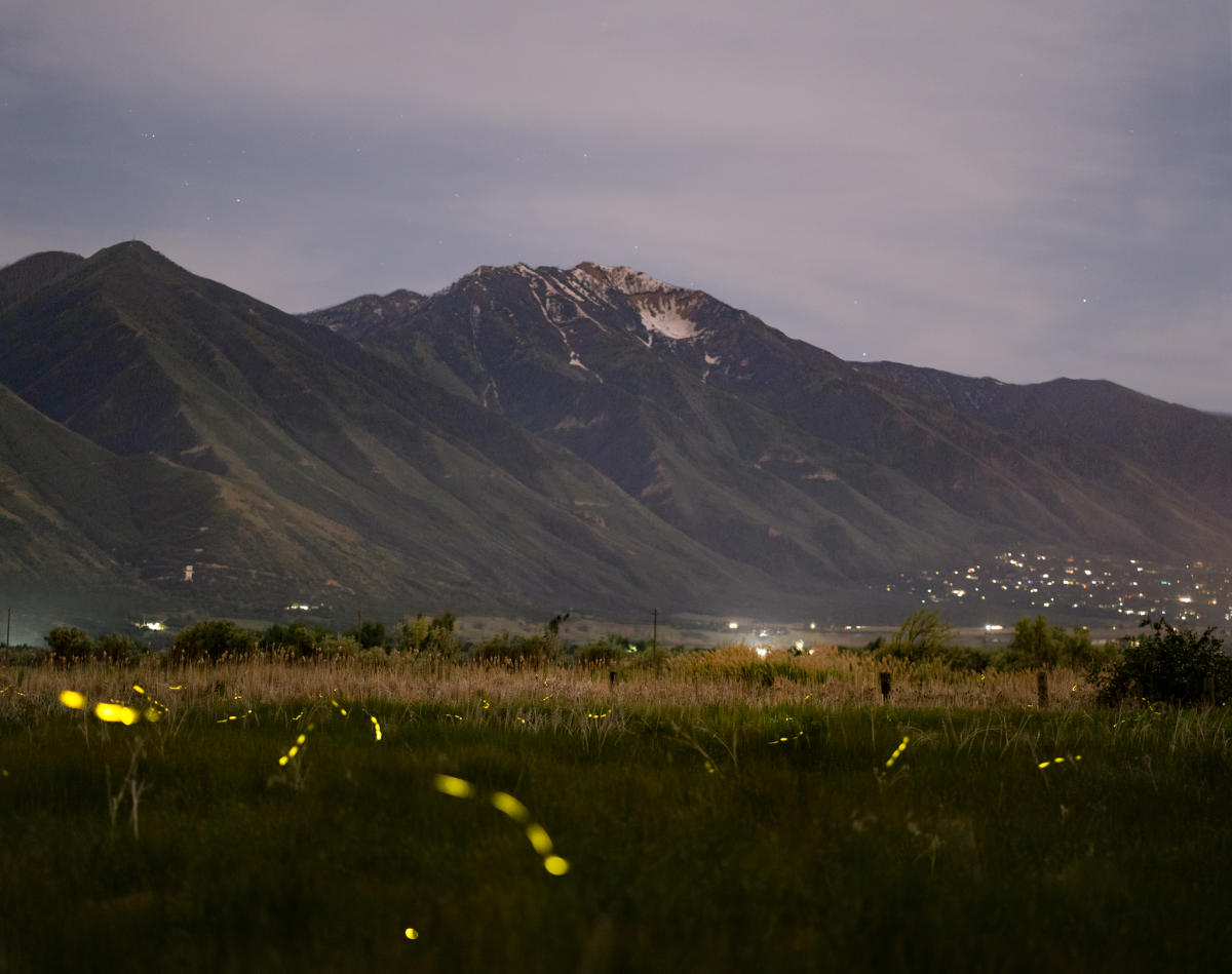 Utah Valley Fireflies: Thompson Century Farm | Explore Utah Valley