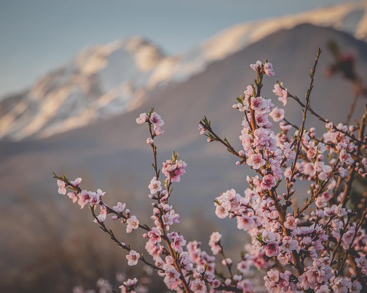 7 Places to See Cherry Blossoms & When | Provo, Utah Valley
