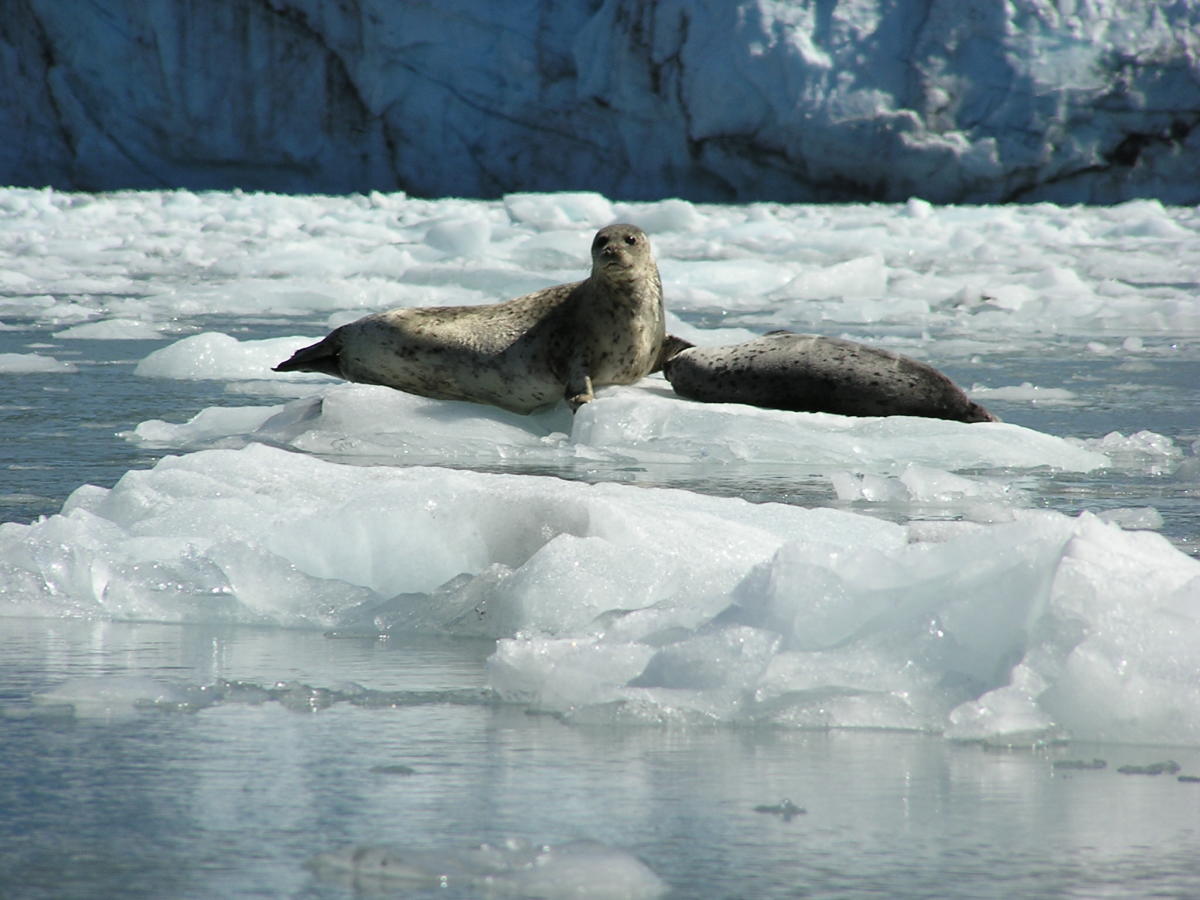 Harbor Seals | Discover Valdez