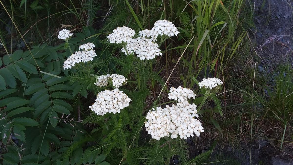 Yarrow | Discover Valdez