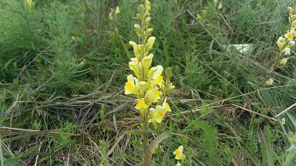 Yellow Toadflax | Discover Valdez