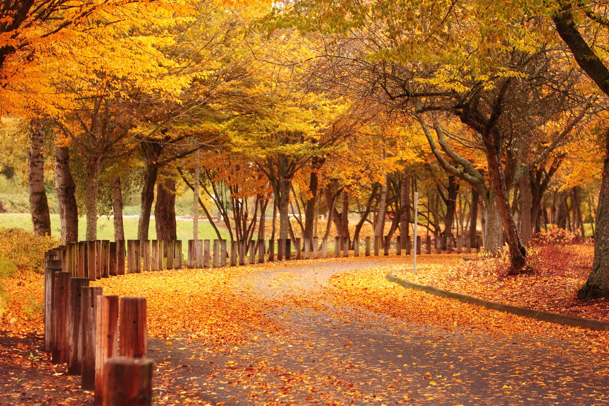 The Best of Fall in Vancouver Washington