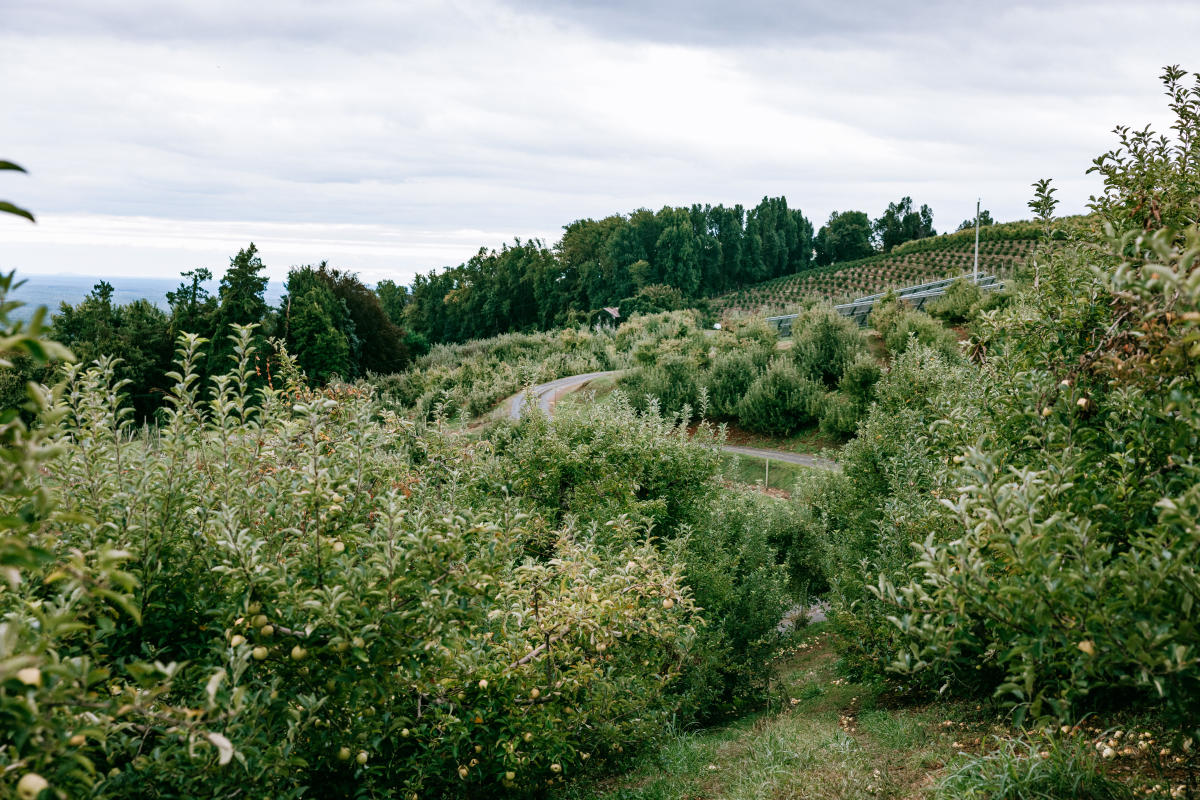 Your Guide to Visiting Virginia in August