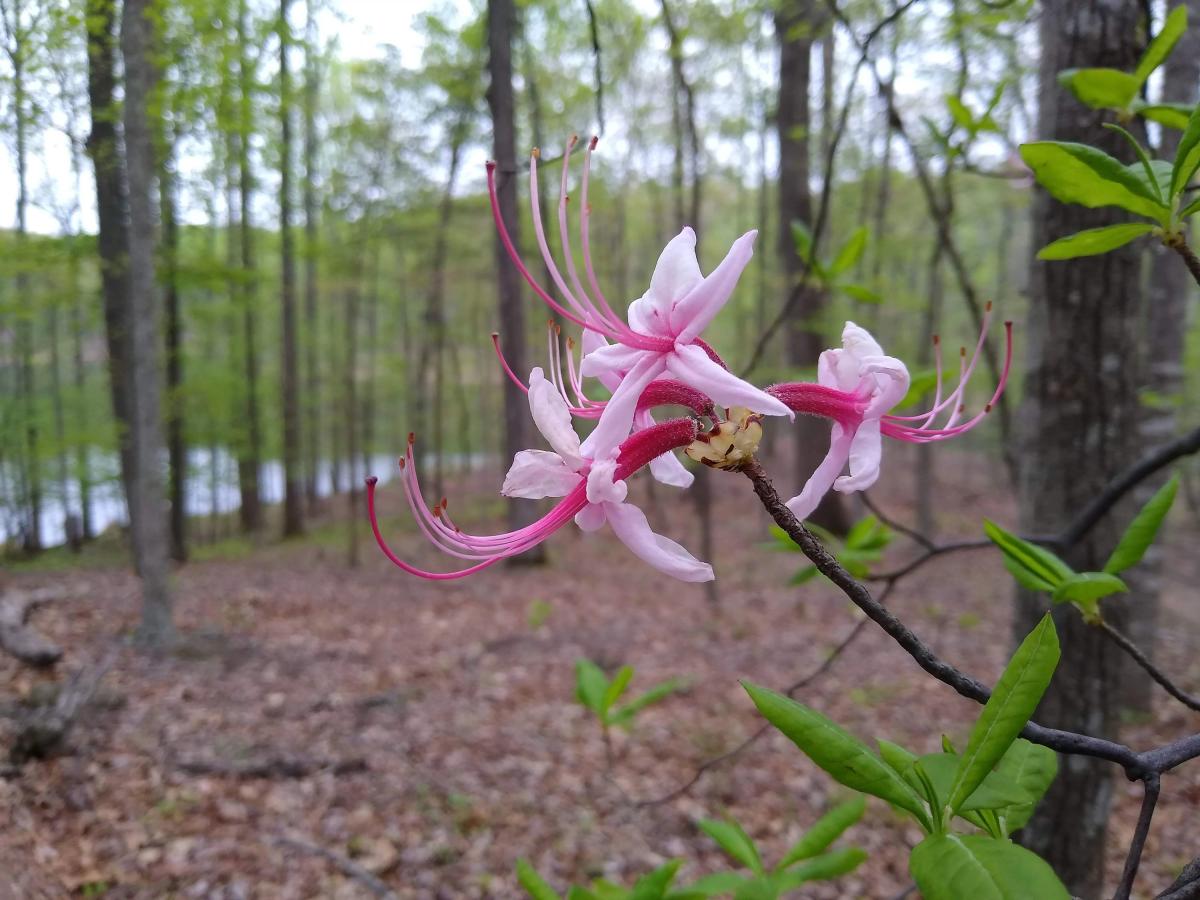 Identifying Virginia's Early Spring Wildflowers