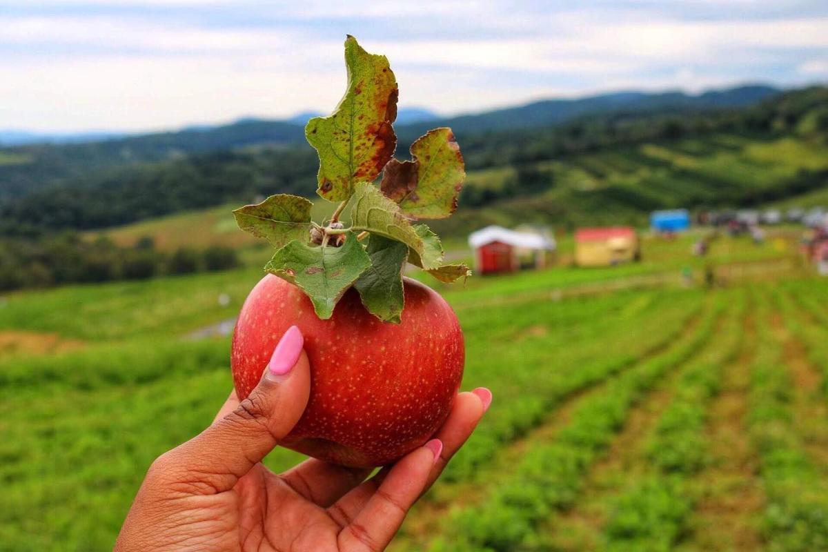 Three NoVA Apple Farms Where You Can Pick Your Own Apples