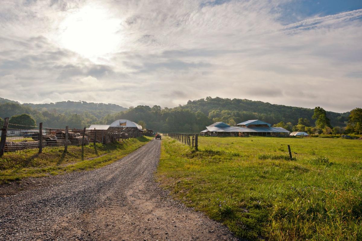 Made In Virginia - Virginia Is For Lovers