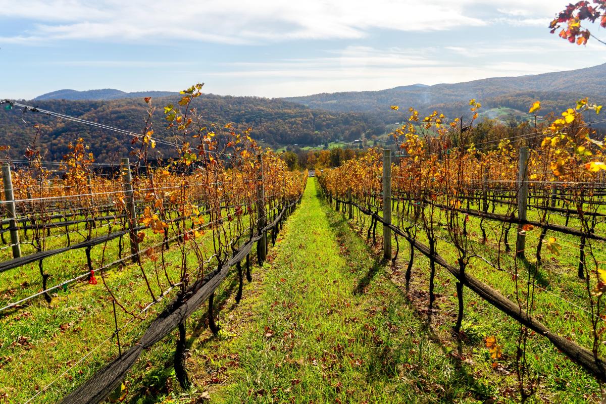 Wine Vineyards Hd