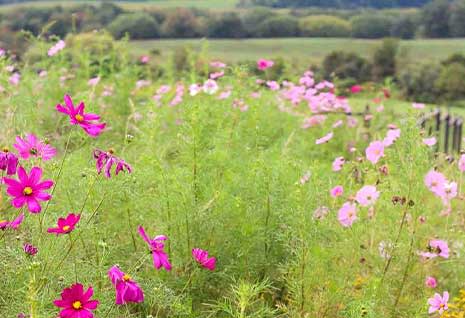 Virginia Green - Virginia Is For Lovers