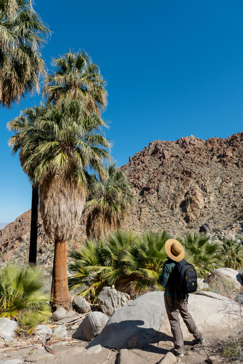 49 Palms Oasis Hiking Trail | California | Visit 29 Palms