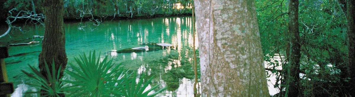 Wildlife in Florida: Where, When &How to See Wild Creatures
