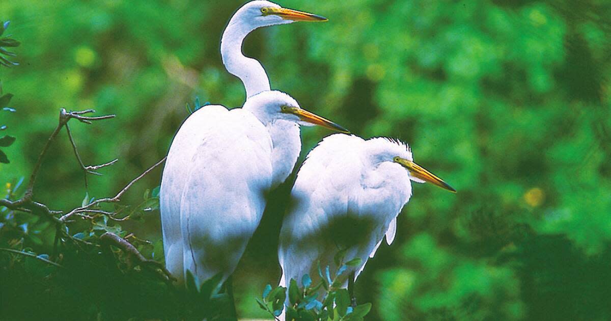 A Guide to Florida Bird Species | VISIT FLORIDA