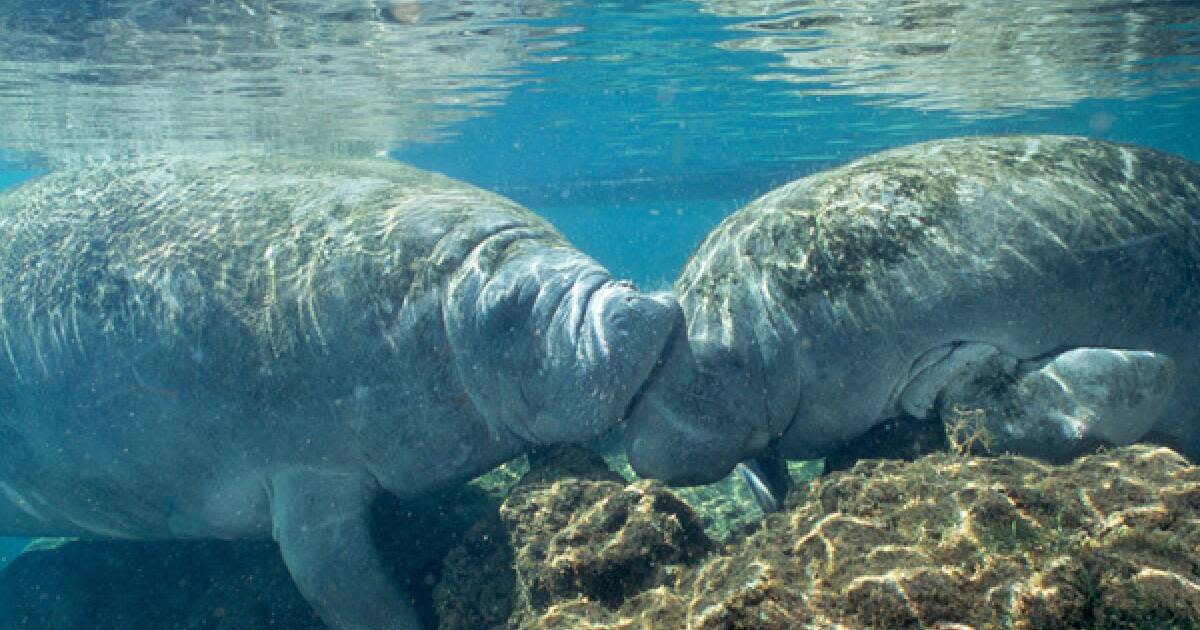 Original Florida Roadside Attractions & Retro Theme Parks