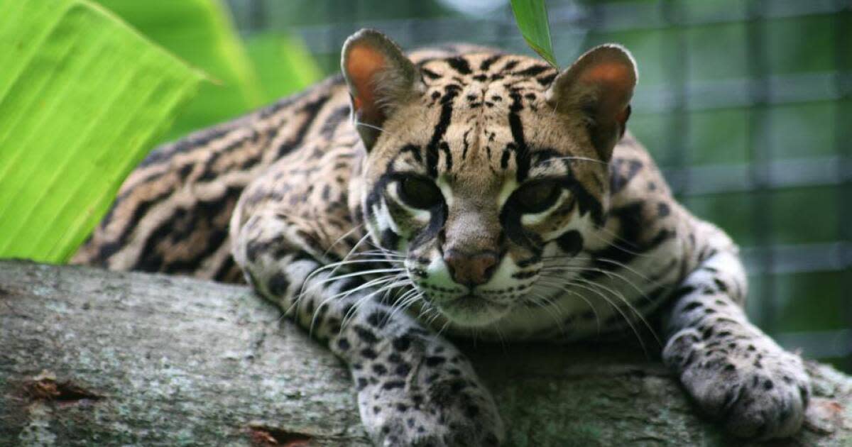 A Day in Gainesville with Exotic Animals, Butterflies and Pizza