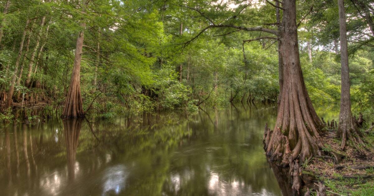 Florida Scenes from Elvis Presley's Follow That Dream Movie