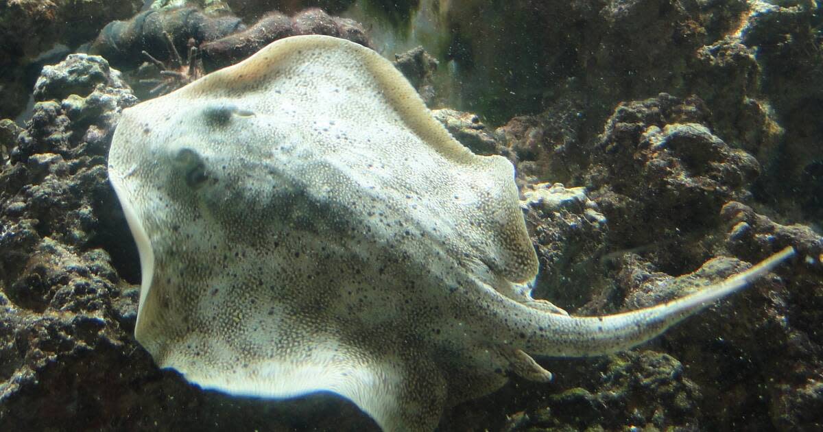 The Stingray Shuffle: How to Avoid Being Stung by Florida Stingray