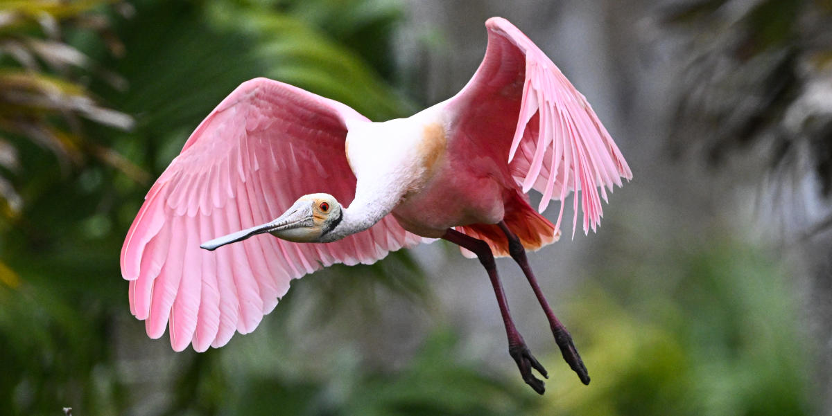 Florida’s Most Precious Birds, and Where to See Them