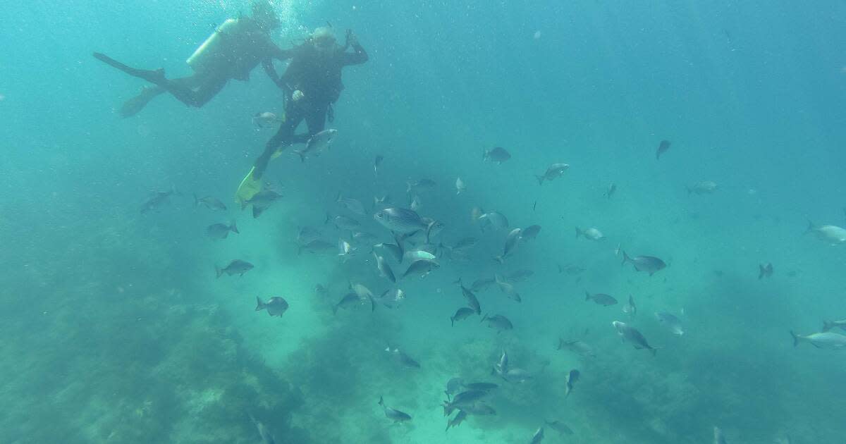 Video: Things You Might See On A Florida Keys Snuba Trip
