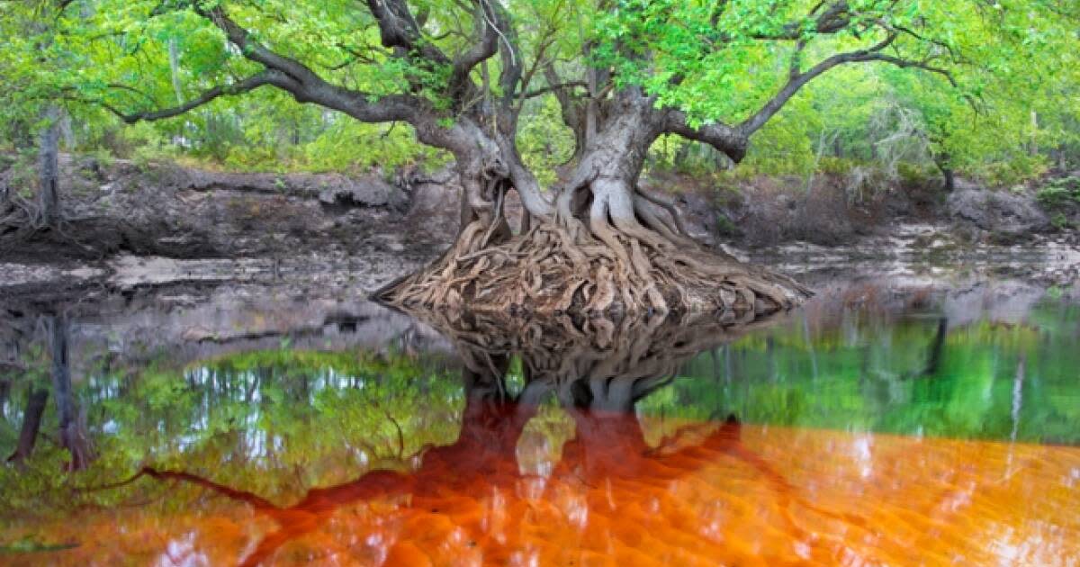Along the River: The Suwannee | VISIT FLORIDA