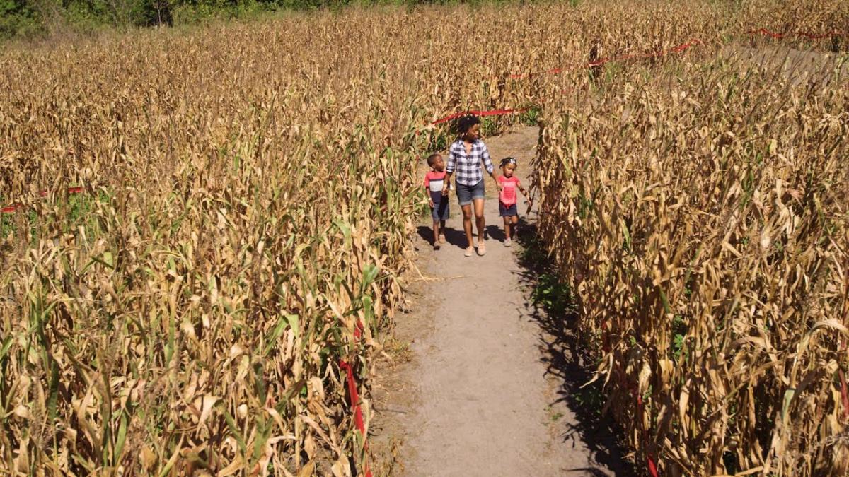 Florida Fun for Kids: Corn Maze in Mount Dora