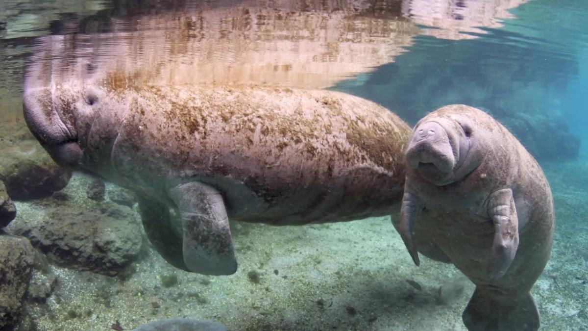 Snorkel with Manatees in Florida's Crystal River