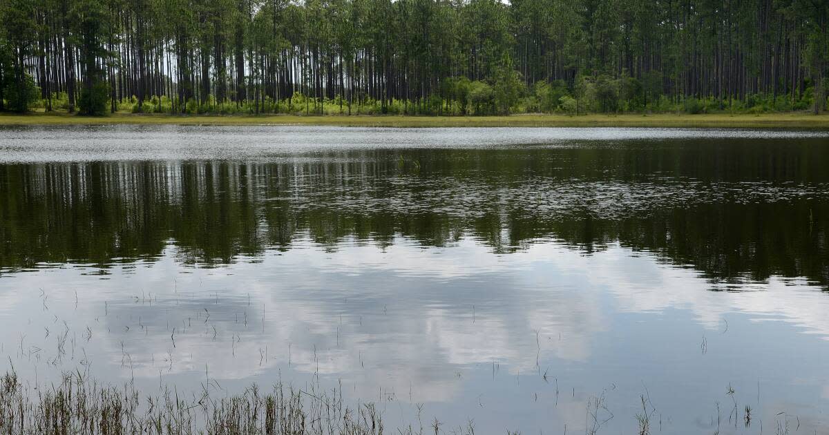 3 Must Visit Nature Trails at Rocky Bayou State Park in Florida