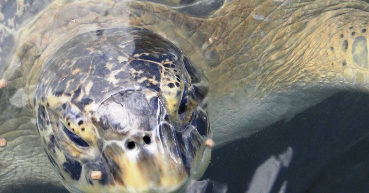 Tips for Turtle Nesting Season in Florida