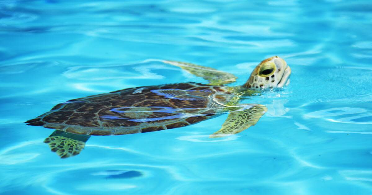 Summer Events in Florida