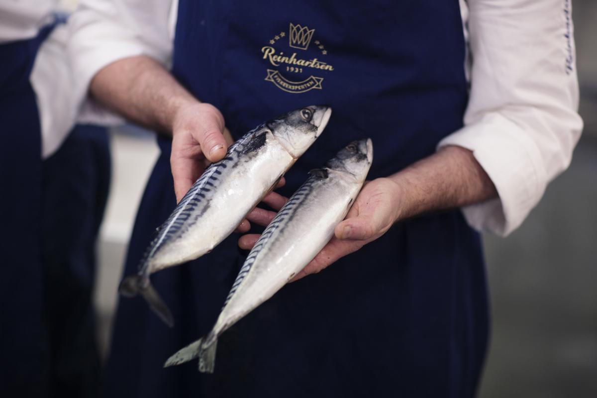 Makrellen – smaken av sørlandssommer | Visit Sørlandet