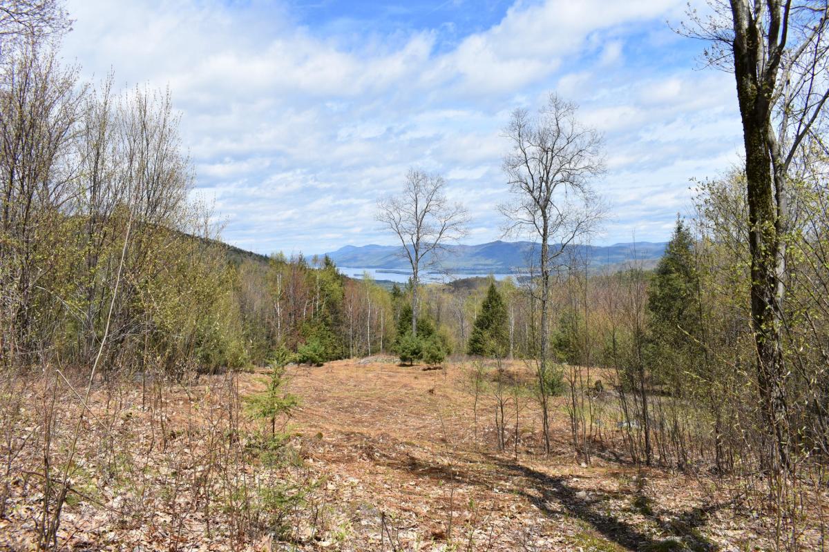 Hiking Highlight - Berry Pond Preserve