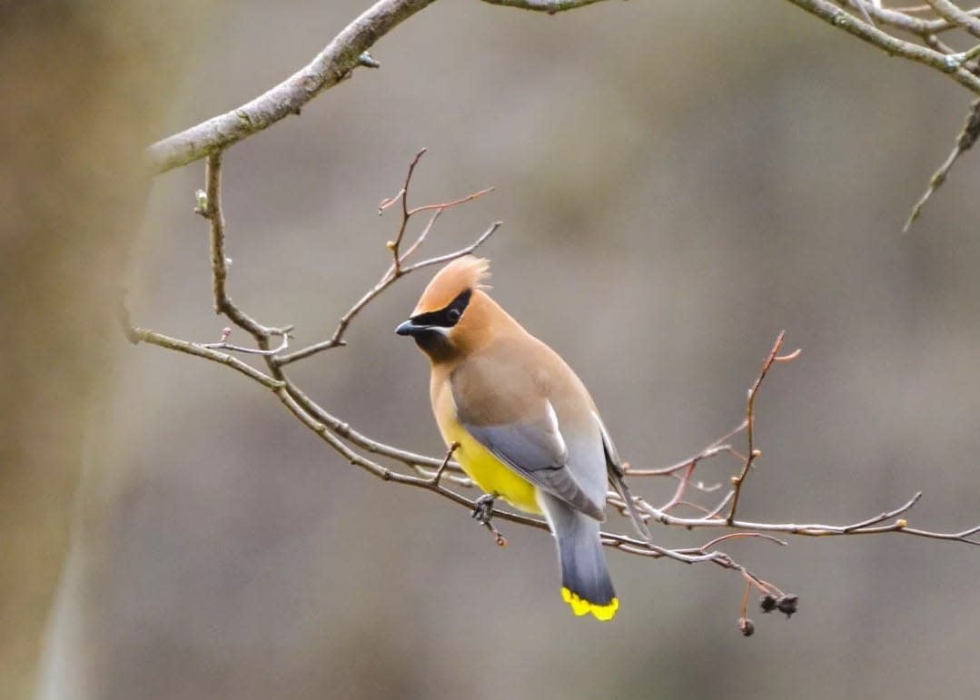 Birding in the Lake George Area