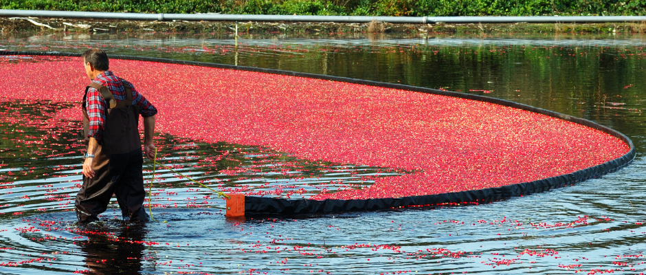 Cranberries - A Tasty Flavor of Fall