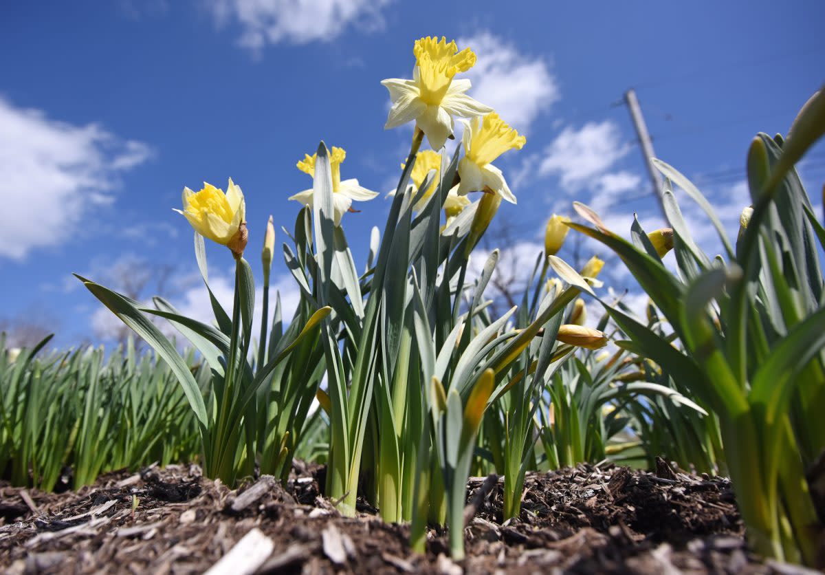 Joe Hamm's Daffodil Hortus