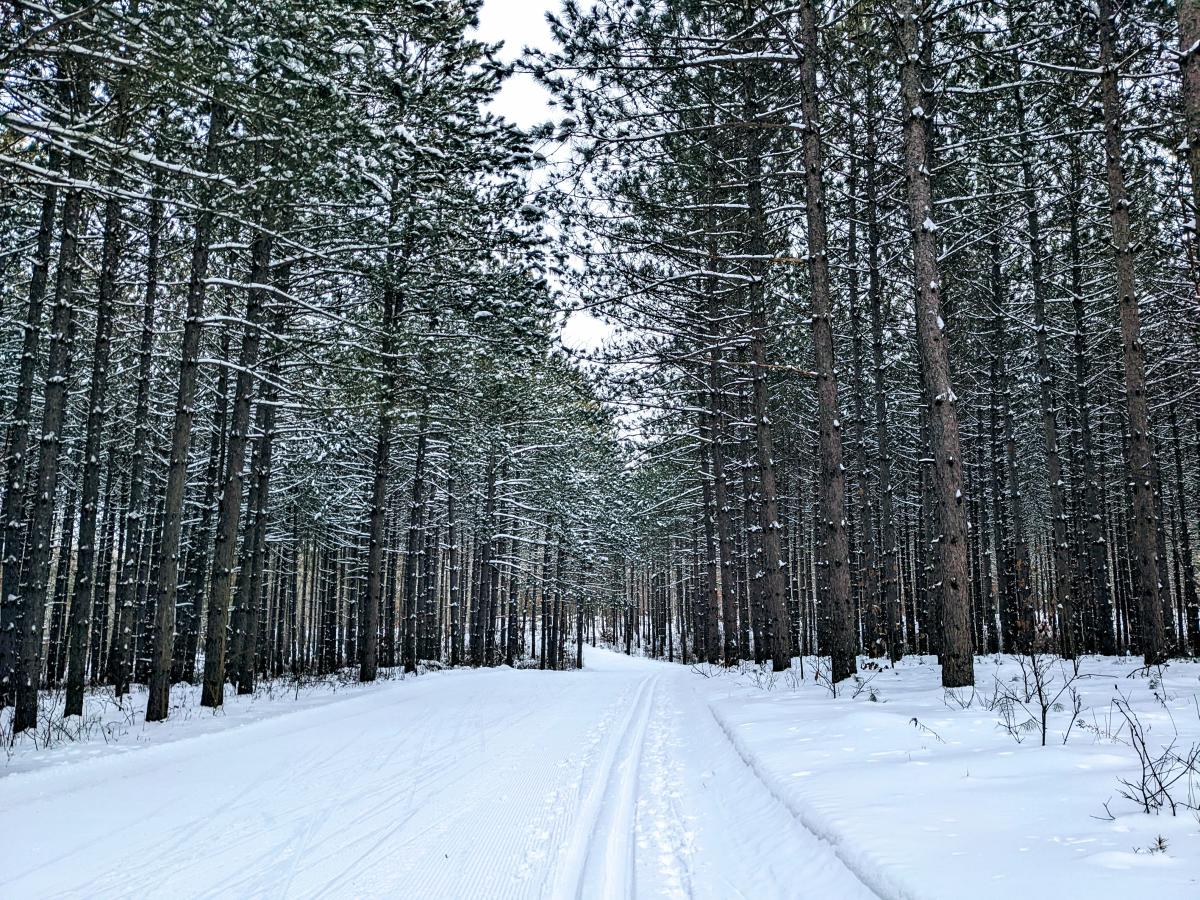 Beginner's Guide to Cross-Country Skiing at Nine Mile County Forest