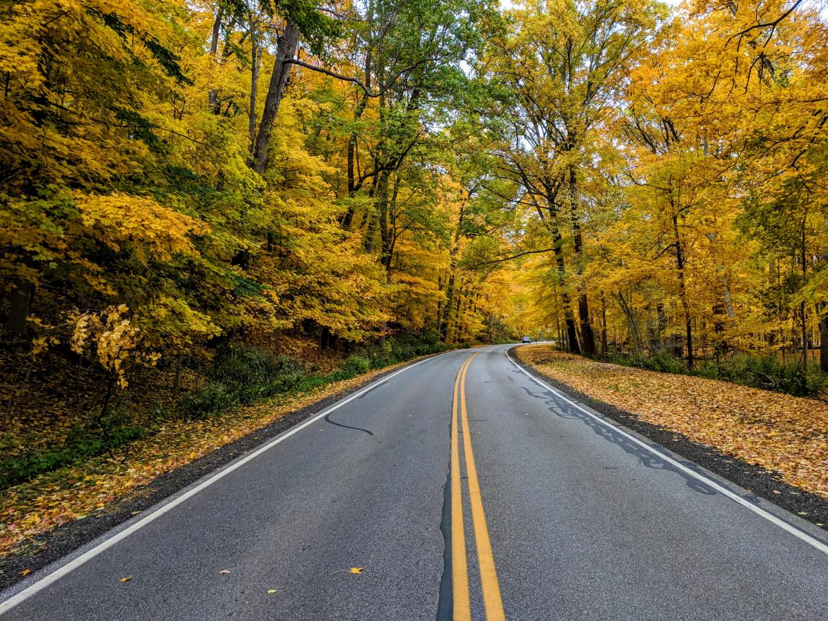 Immerse Yourself in Vibrant Fall Foliage