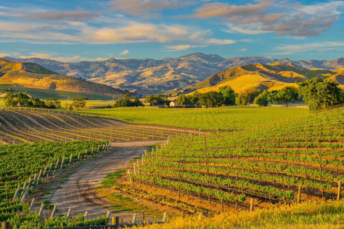 The Best Wineries in Santa Barbara County