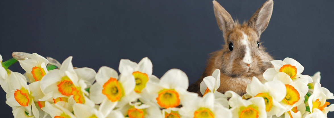 West Michigan Easter Events | Egg Hunts, Brunches & Spring Fun