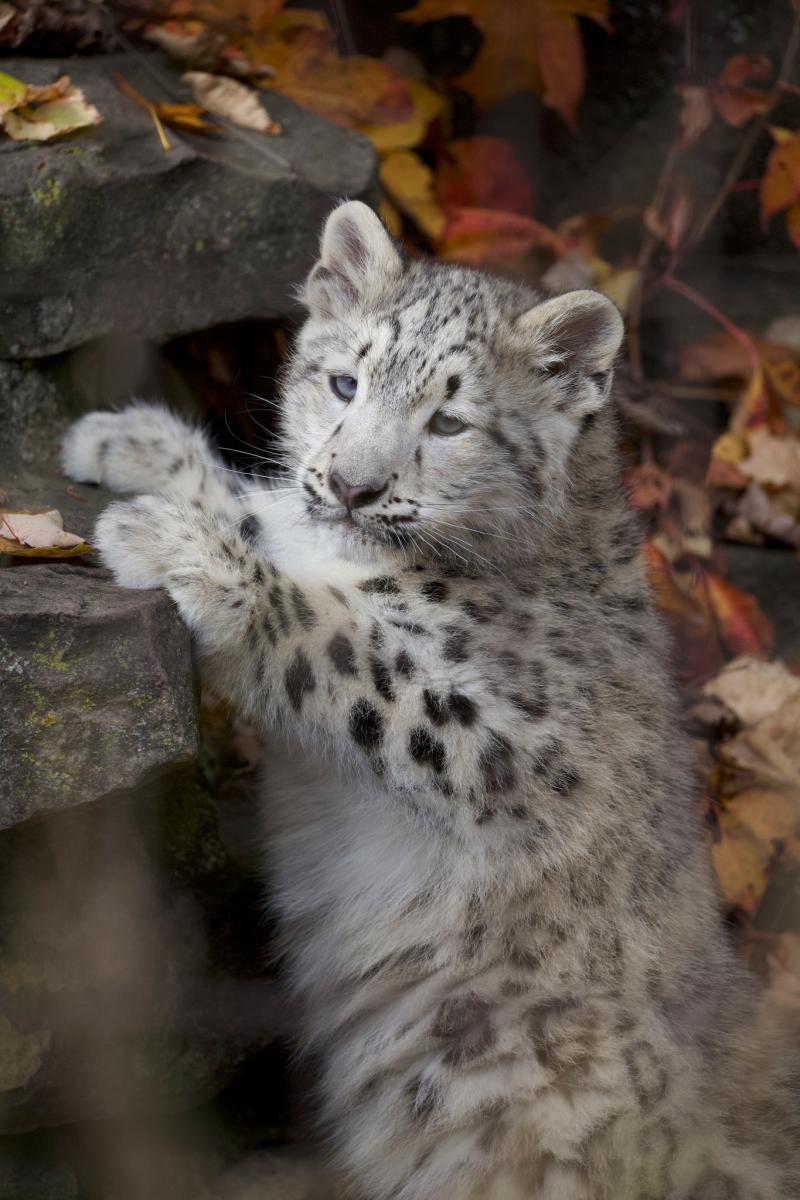 Snow Leopard Cub Juniper Makes Her Public Debut at John Ball Zoo