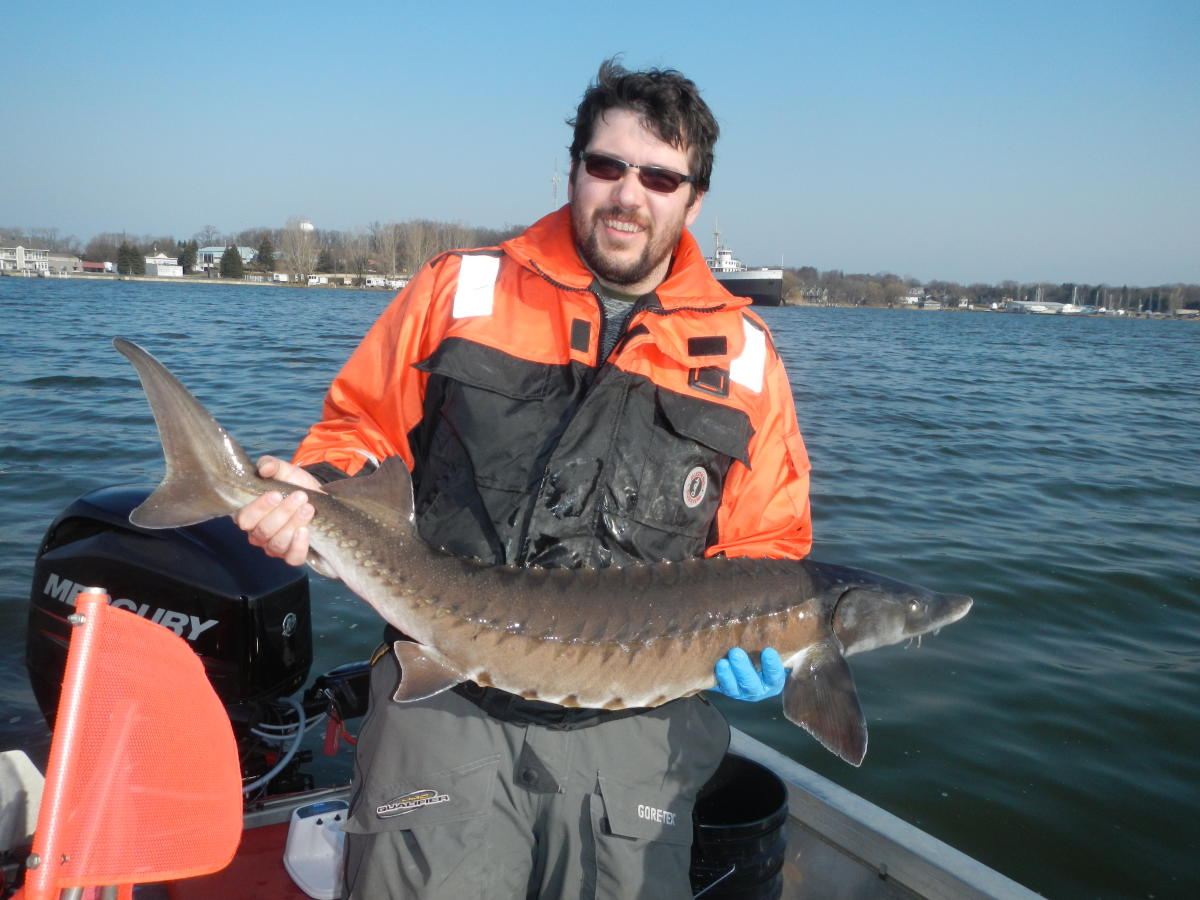 Maritime Museum Fall Lecture on Manistee River Lake Sturgeon: 20 Years ...