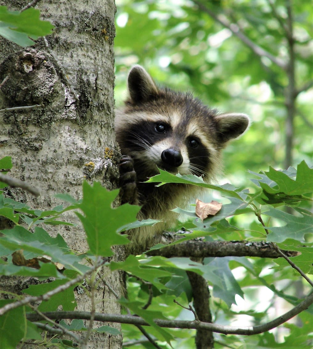 Zoos, Farms & Animal Encounters in West Michigan | Family-Friendly Fun
